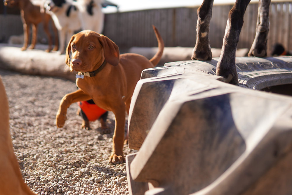 Puppies at K9 Anytime