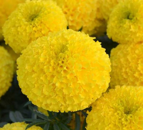 Marigold - 100g to 150g PKT | Veg Pro Singapore