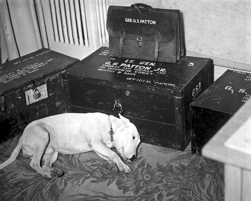 General George Patton's Dog Mourns his Death | historyshoppe