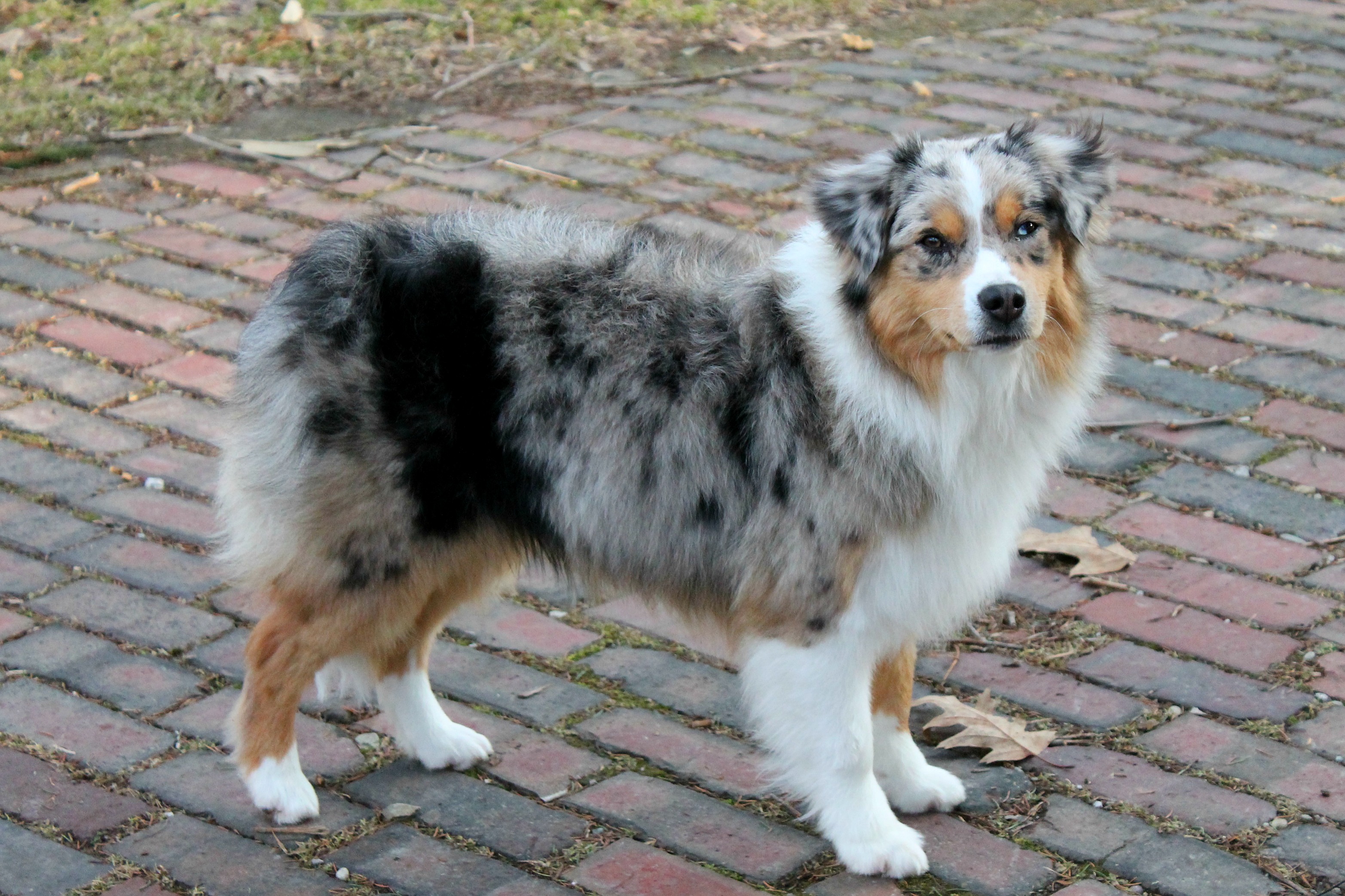 Miniature American Shepherds (Mini Aussies ) our girls