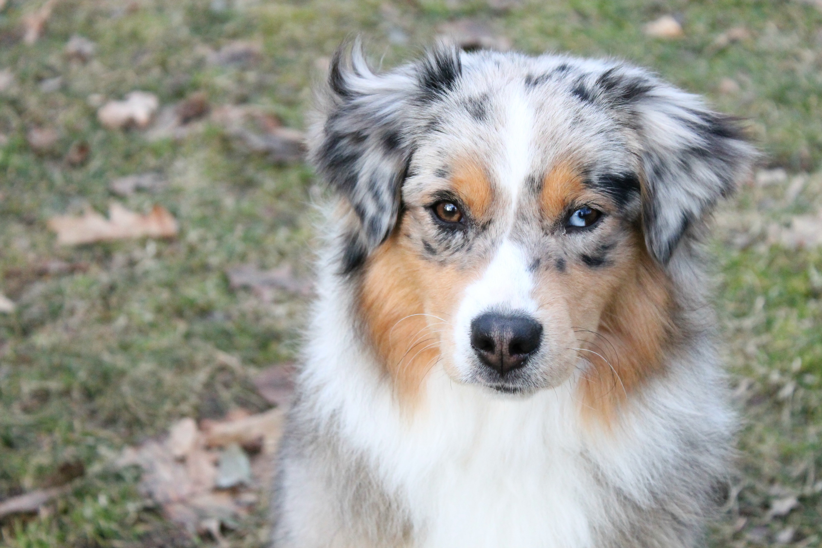 Miniature American Shepherds (Mini Aussies ) our girls