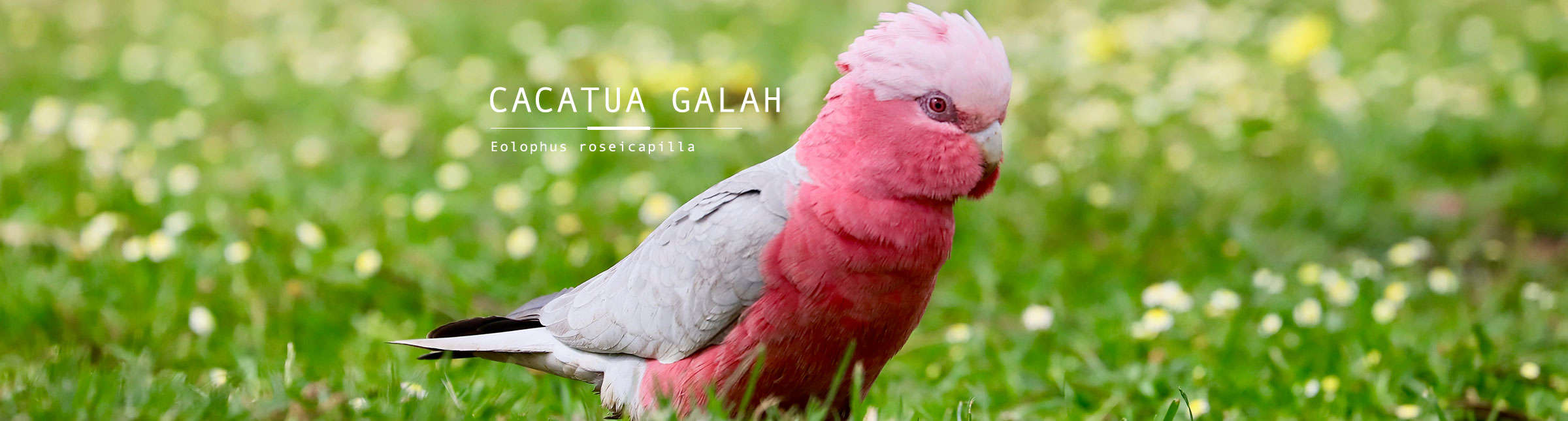 Home | exotic-bird-store