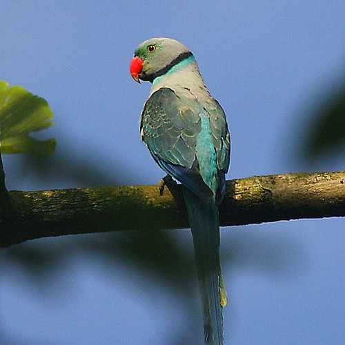MALABAR | exotic-bird-store
