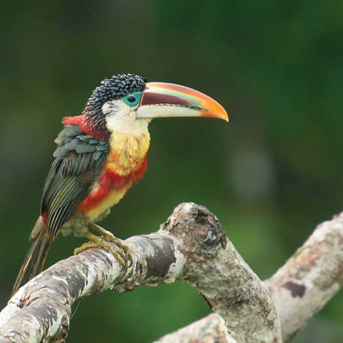 ARAÇARI MULATO | exotic-bird-store