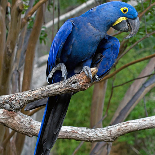 ARARA AZUL GRANDE | exotic-bird-store