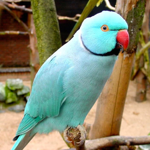 RING NECK AZUL | exotic-bird-store