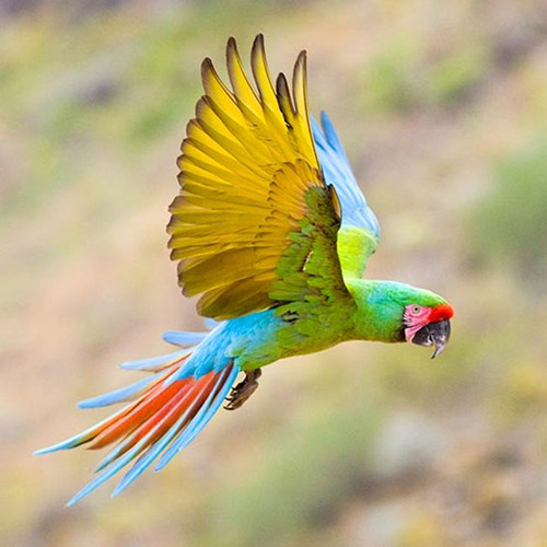 ARARA MILITAR | exotic-bird-store