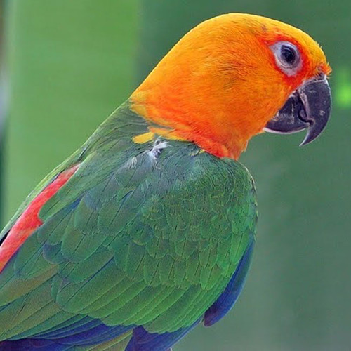 JANDAIA VERDADEIRA | exotic-bird-store