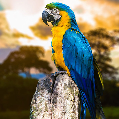 ARARA CANINDÉㅤ ㅤ ㅤㅤ | exotic-bird-store