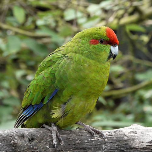 exotic-bird-store | Periquitos