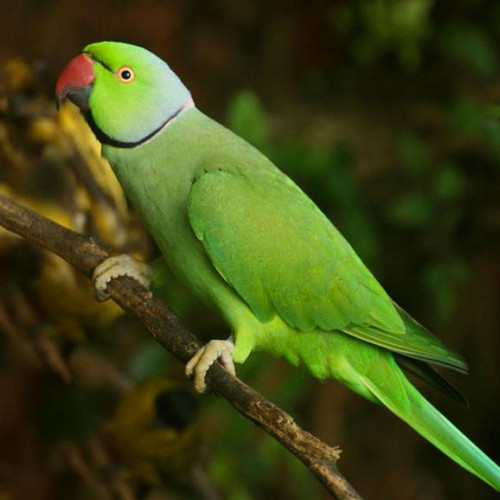 RING NECK VERDE | exotic-bird-store