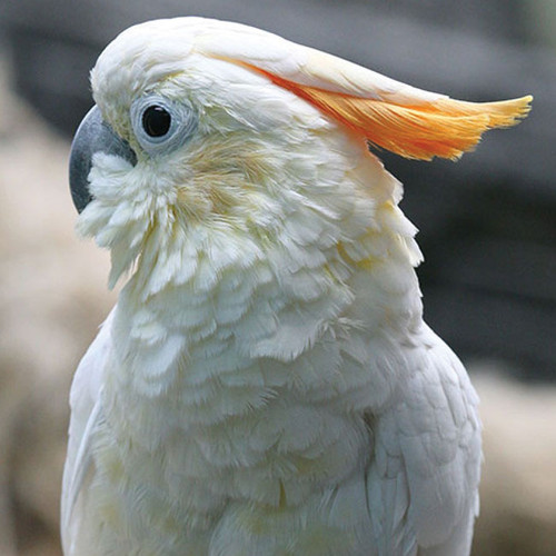 CACATUA DE CRISTA LARANJA | exotic-bird-store