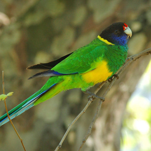 PORT LINCOLN | exotic-bird-store
