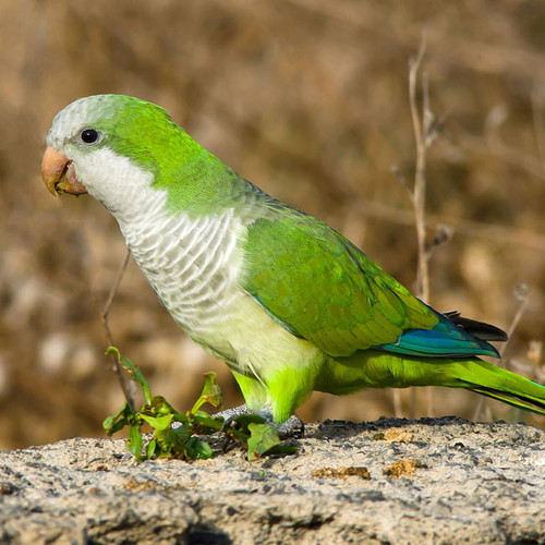 CATURRITA | exotic-bird-store