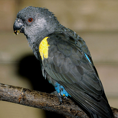 PAPAGAIO RUEPPELLII | exotic-bird-store