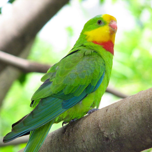 BARRABAND | exotic-bird-store