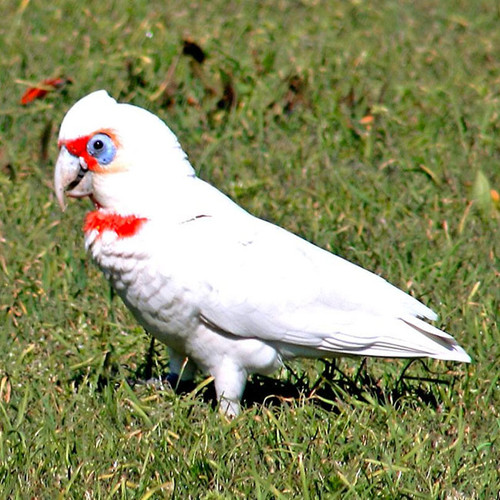 CACATUA PASTINATOR | exotic-bird-store