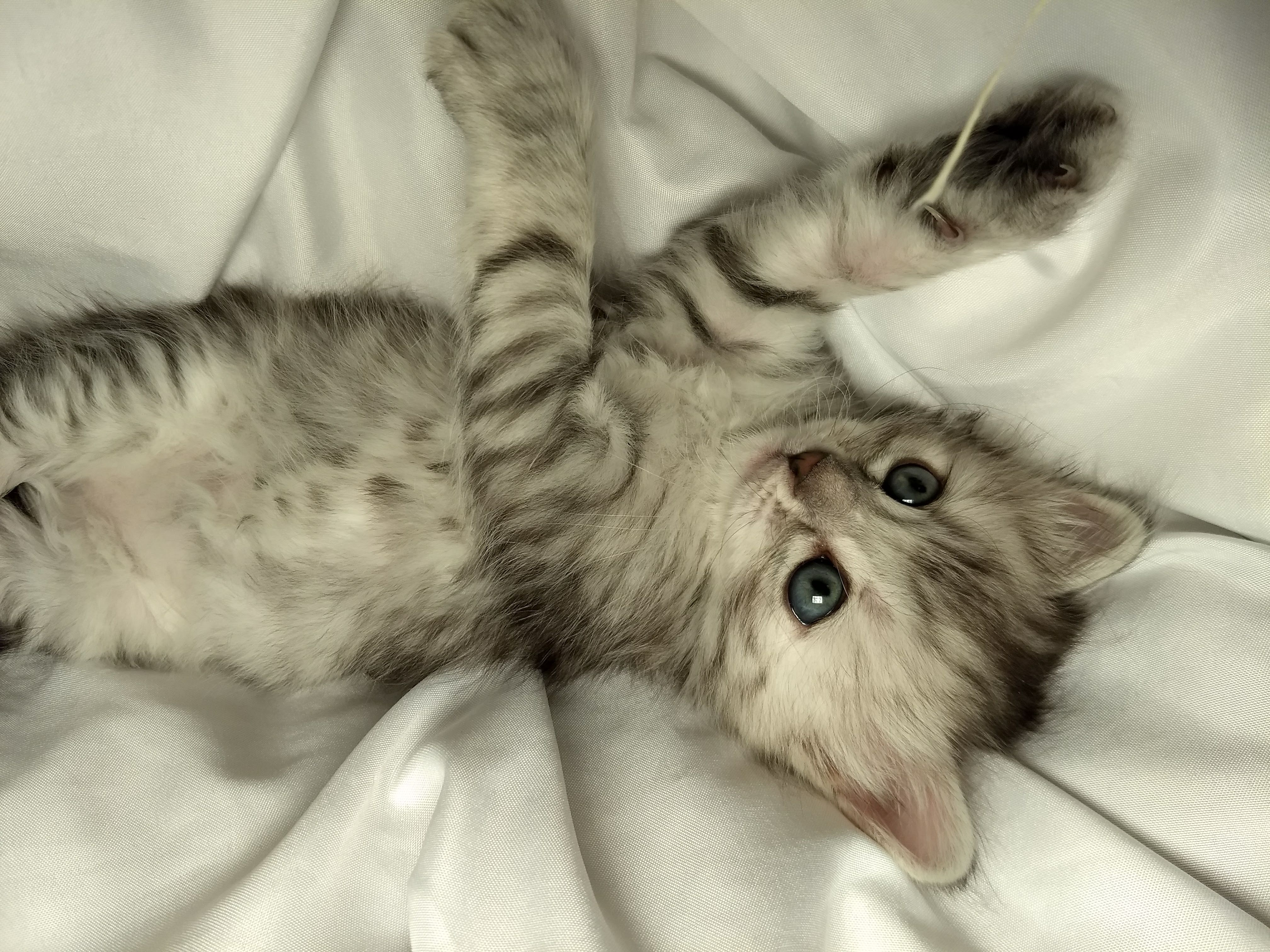 Hypoallergenic Cat | Missouri | WynnHeart Siberian Cats