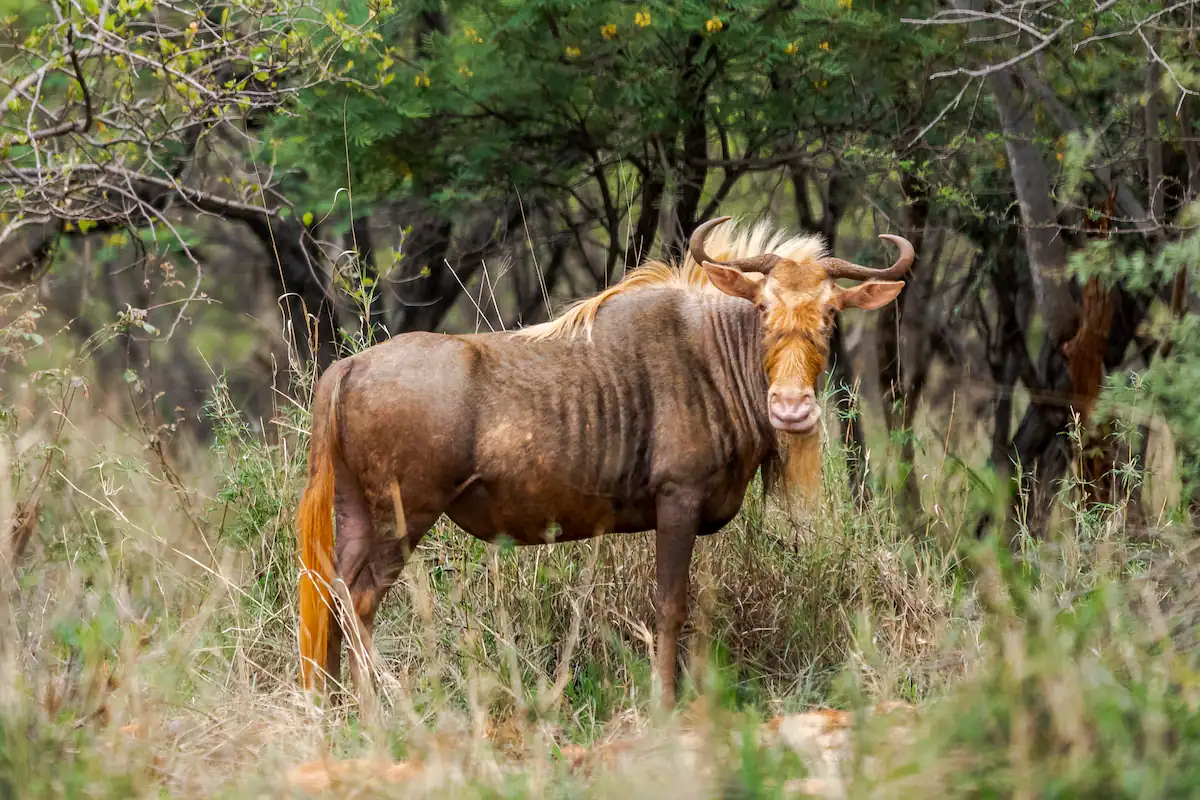 THABAZIMBI 2PAX | Travel Diaries RSA