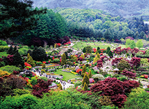 Nami island Tours | Tagy Travel Korea