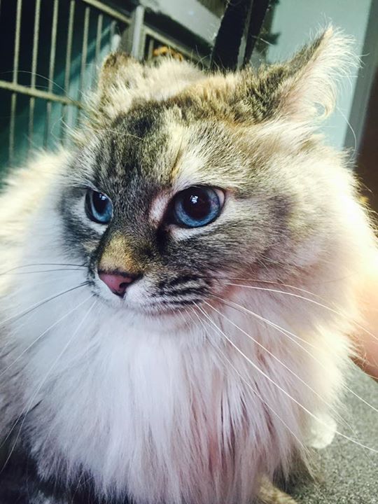 Grooming | Cincinnati, Ohio | Pretty Paws Pet Grooming