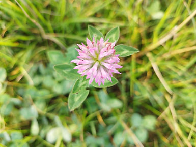 Innovation | Gentle Farming