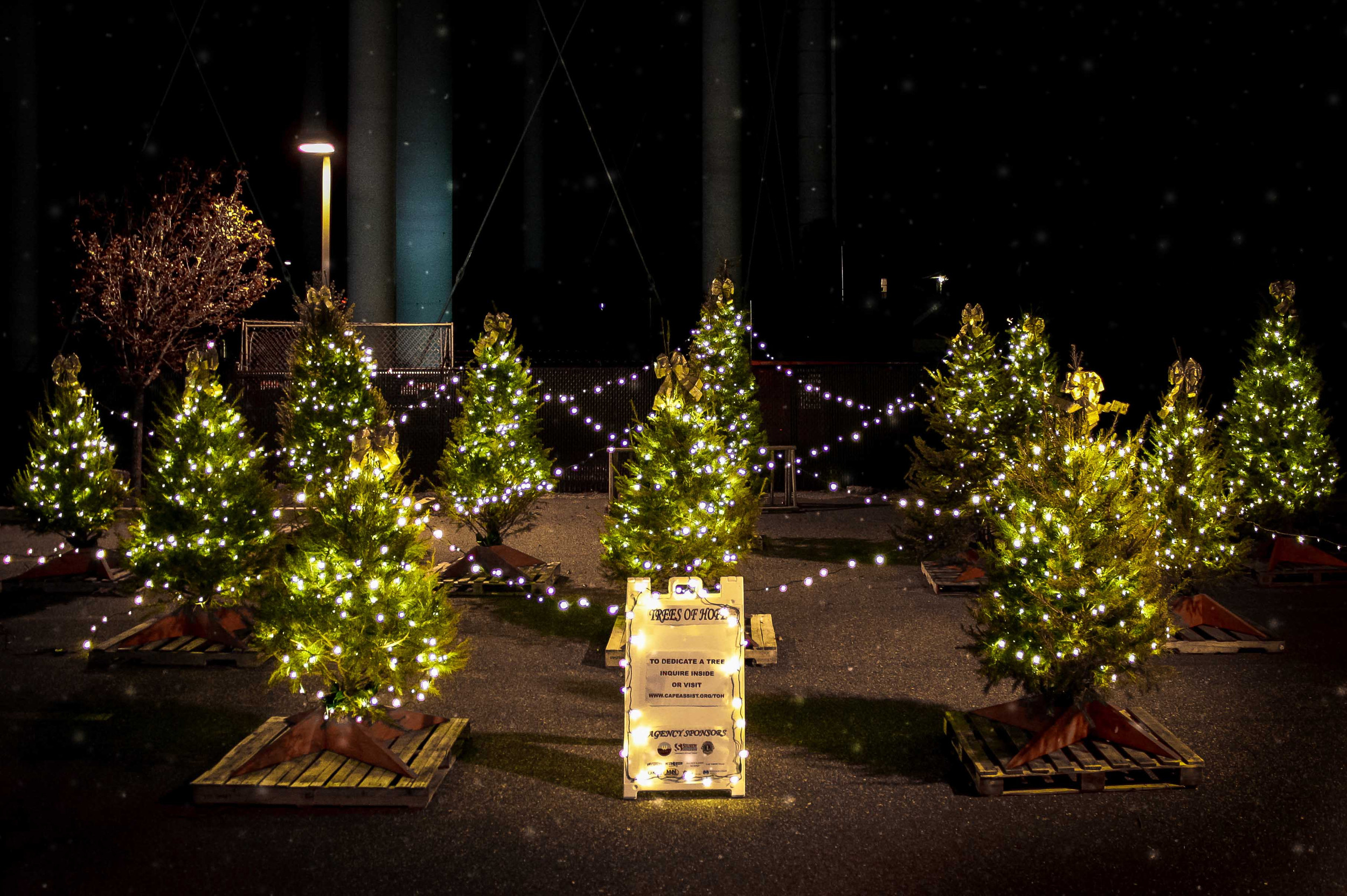 Trees of Hope | Cape Assist