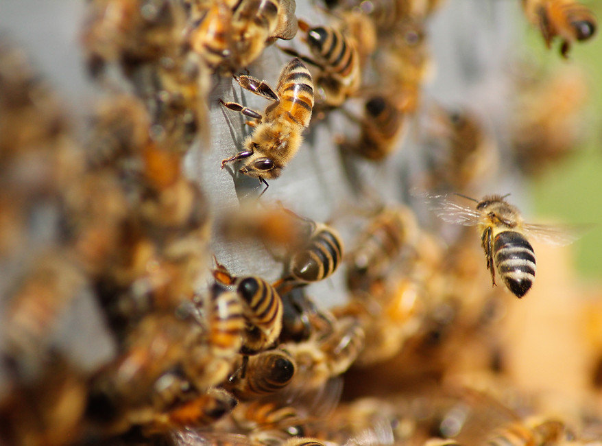 Can swarming insects generate as much electricity as a storm cloud?