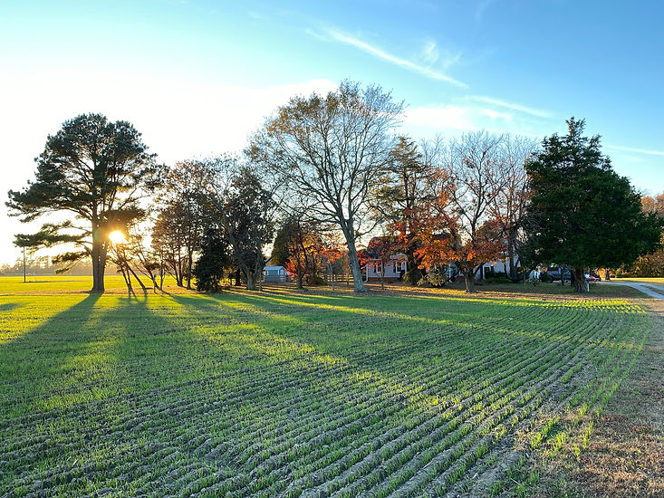 Home | Black Walnut Farm