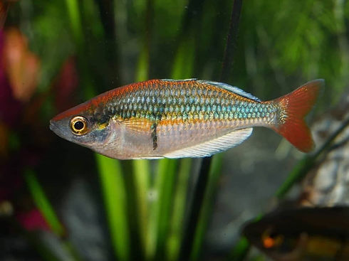 Melanotaenia sp. Kali Tawa | Hoon Aquatics