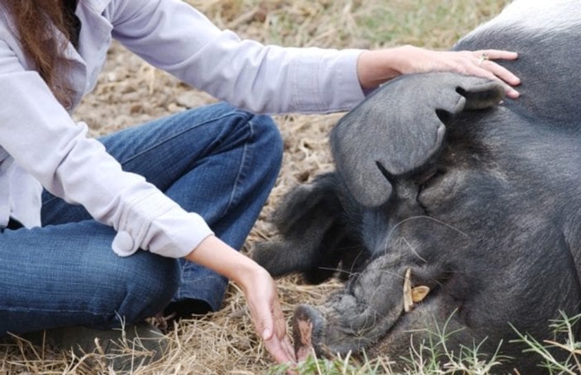 The Most Amazing Reiki Pig in the World