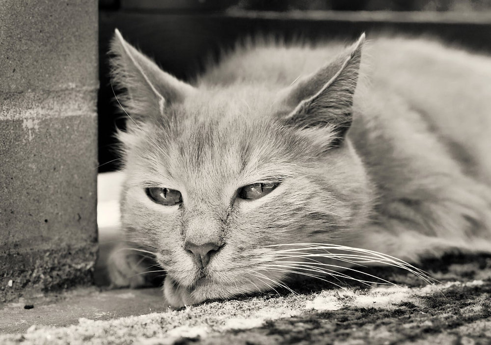 Signs your animal is depressed (and how to help)