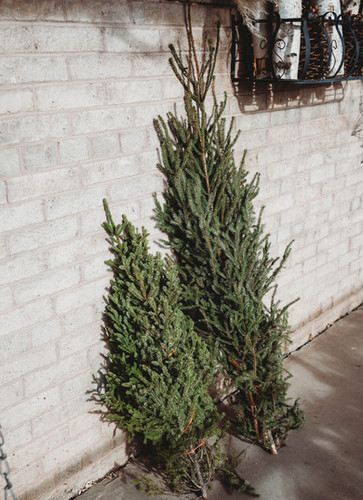Spruce Tops (Single or Bundle!) | Victoria's Garden