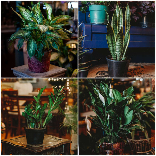 6" Assorted Houseplants | Victoria's Garden
