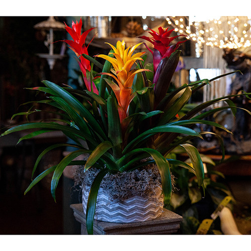 Large Bromeliad | Victoria's Garden