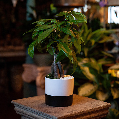 Money Tree | Victoria's Garden