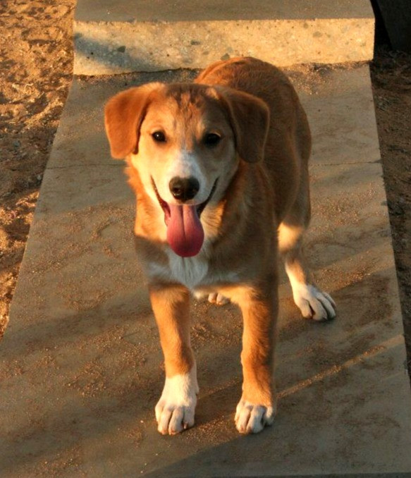 DOGS | Halfway To Home Dog Rescue