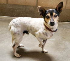 DOGS | Halfway To Home Dog Rescue