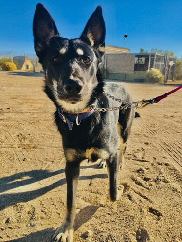 DOGS | Halfway To Home Dog Rescue