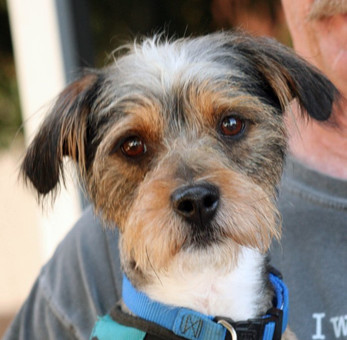 DOGS | Halfway To Home Dog Rescue