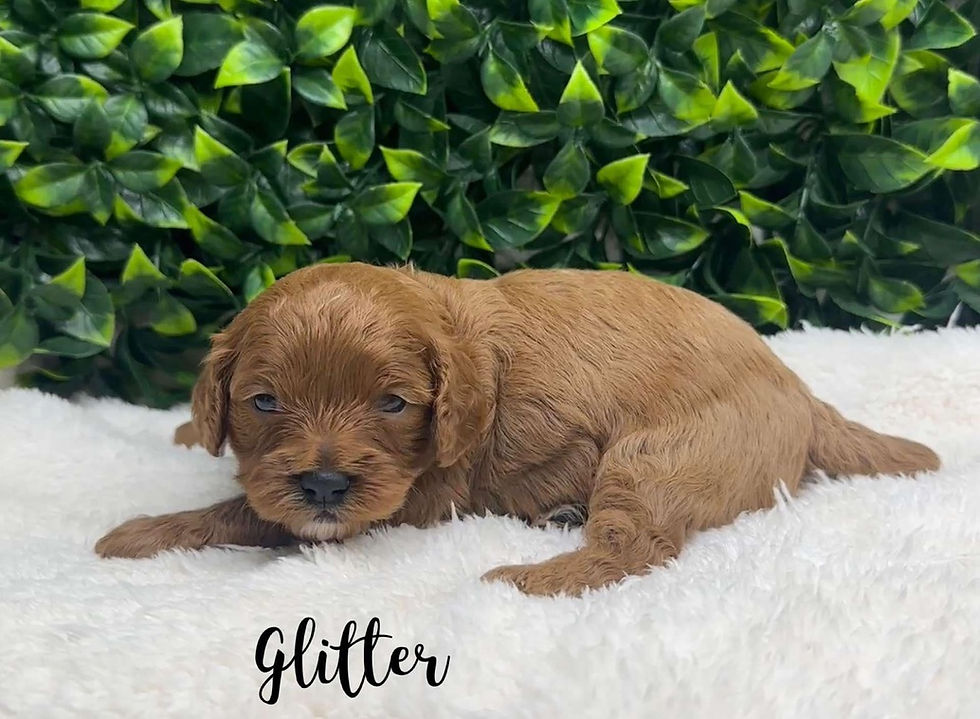 Available Puppies | Sydney Cavoodles