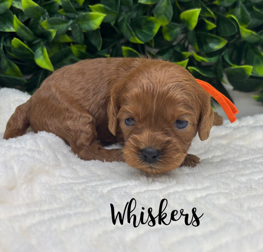 Available Puppies | Sydney Cavoodles