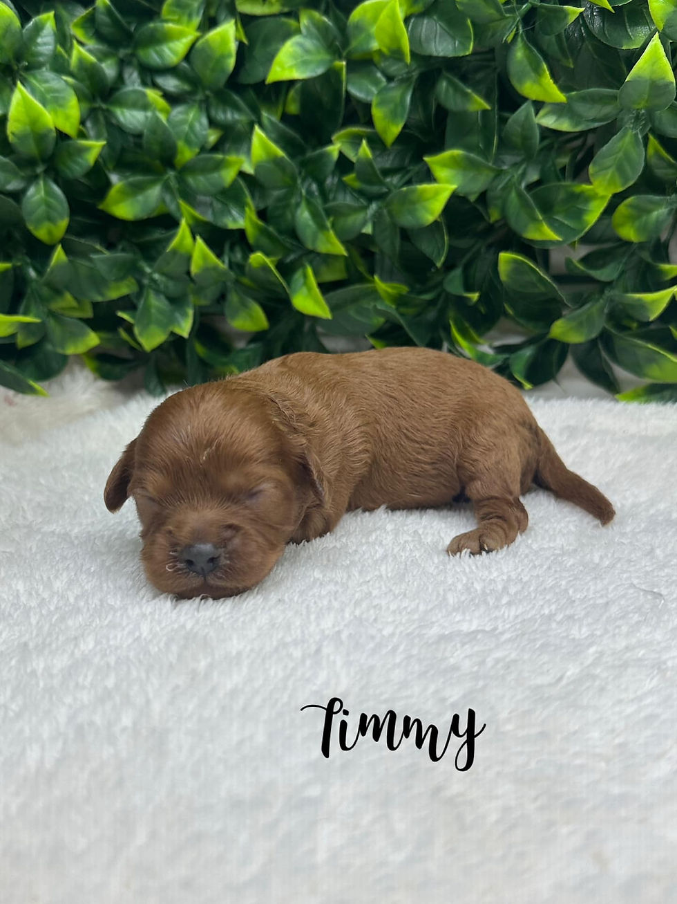 Available Puppies | Sydney Cavoodles