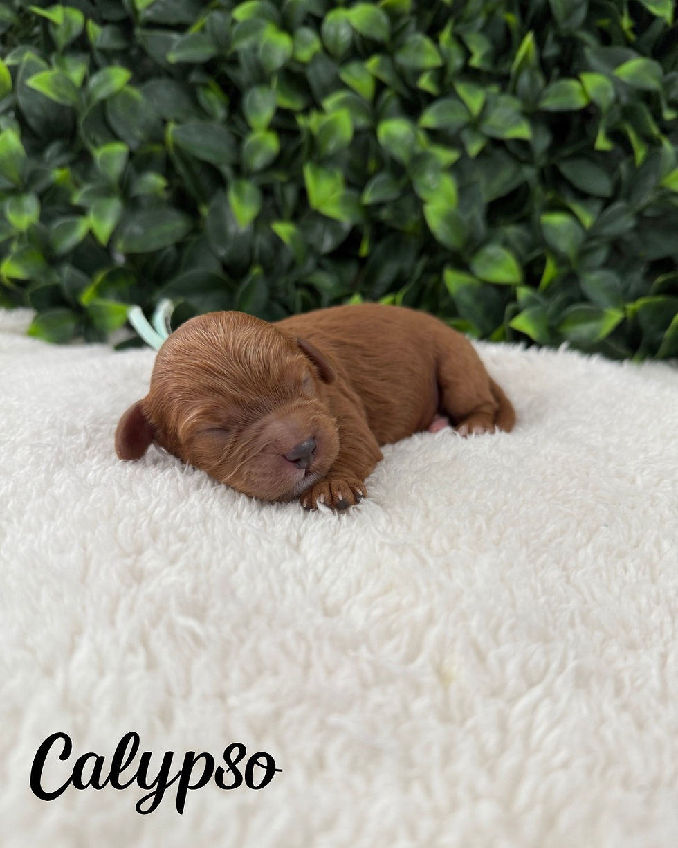 Available Puppies | Sydney Cavoodles