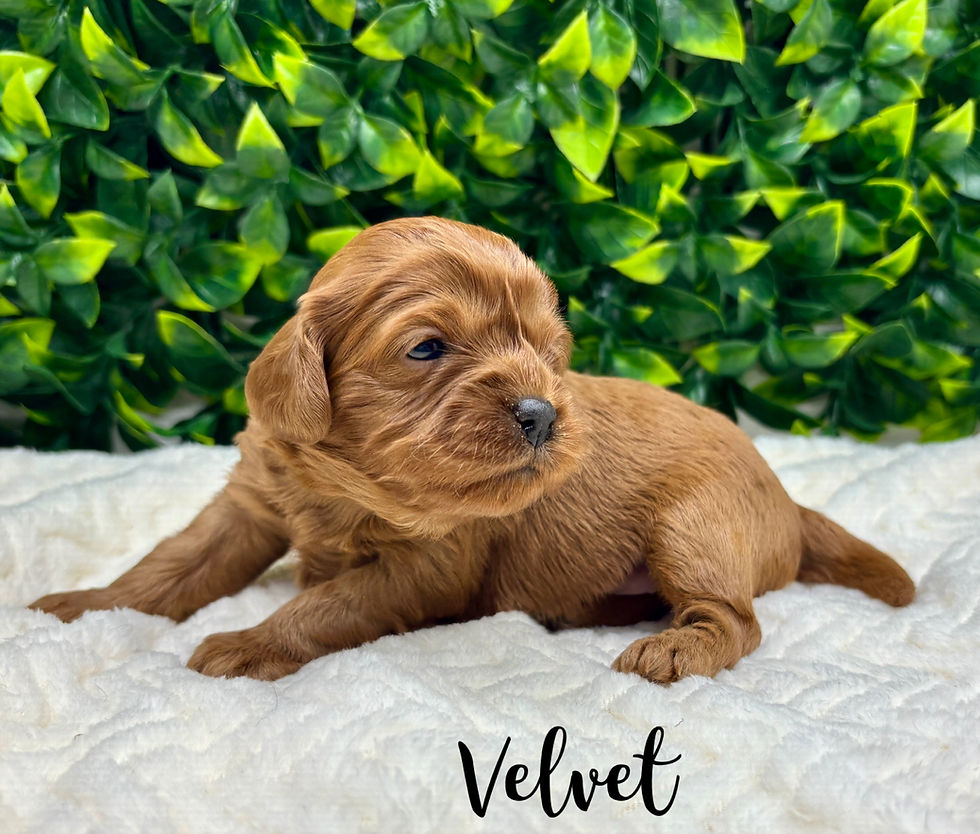 Available Puppies | Sydney Cavoodles