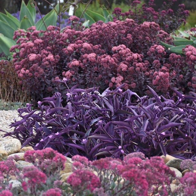 Gallery of Drought Tolerant Plants | Drought Tolerant Plants