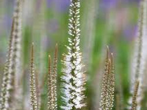 Veronicastrum virginicum Alba | Drought Tolerant Pla