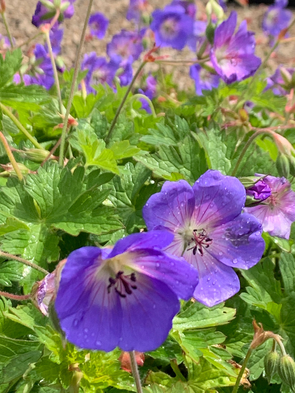 Geranium 'Rozanne' PBR | Drought Tolerant