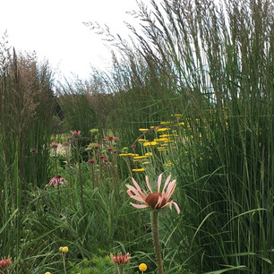 Gallery of Drought Tolerant Plants | Drought Tolerant Plants