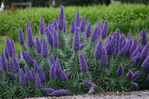 Echium Blue dwarf hybrid
